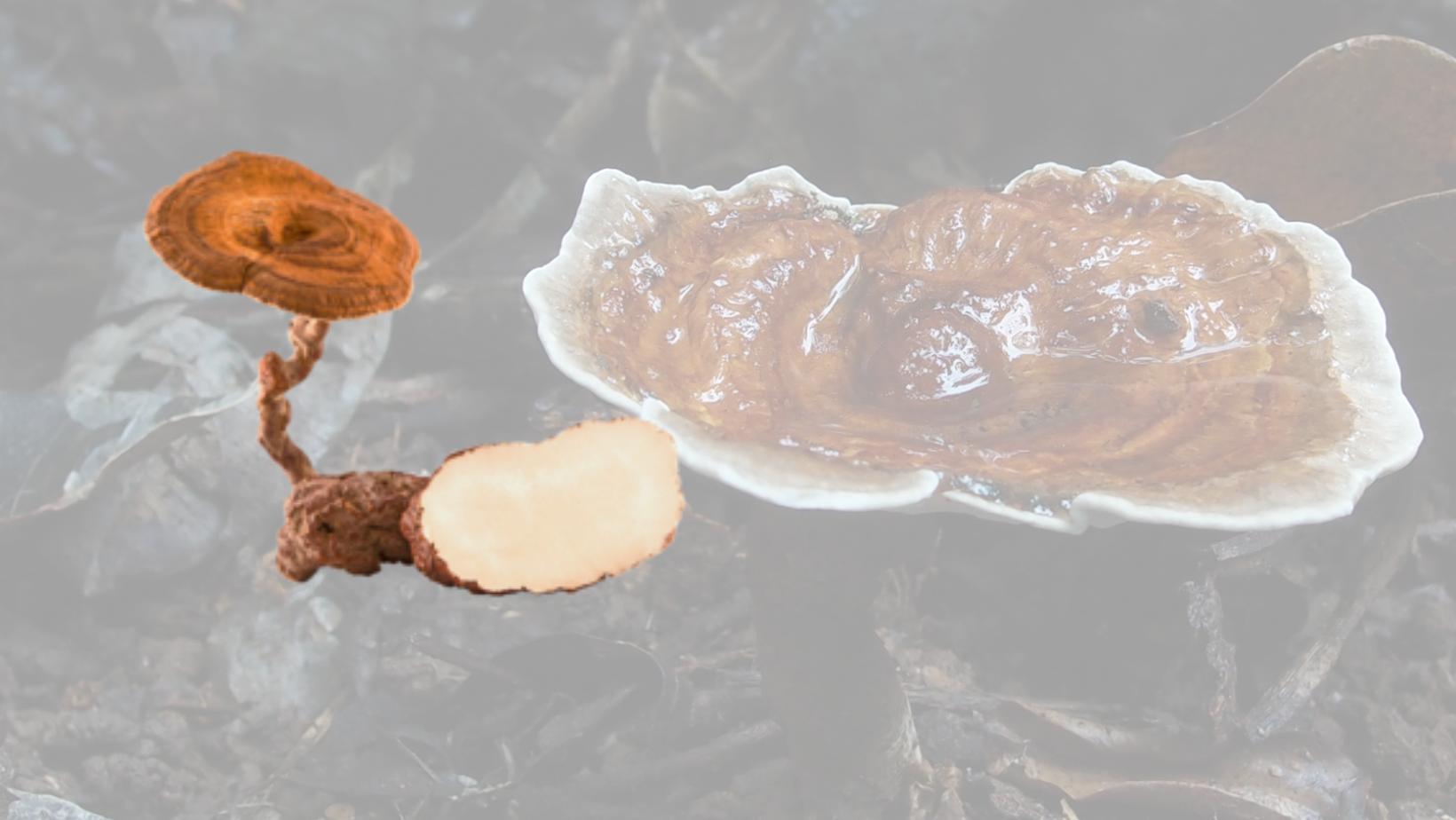 Tiger Milk Mushroom at glance – Local Treasures for Your Respiratory ...